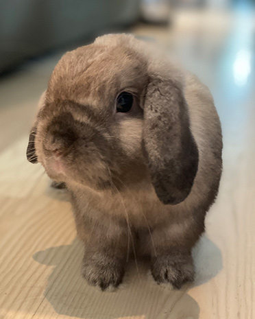 Adoptable and Fosterable Rabbits