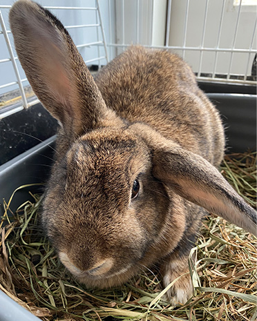 Adoptable and Fosterable Rabbits