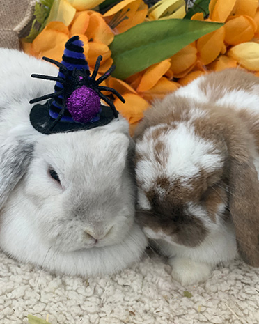 Adoptable and Fosterable Rabbits