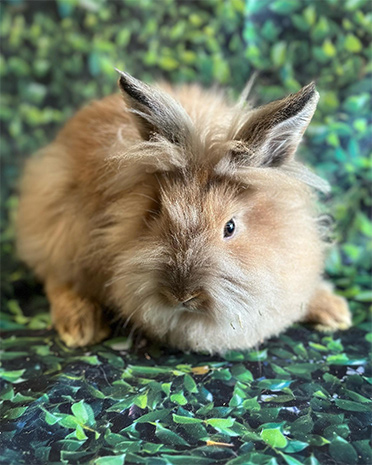 Adoptable and Fosterable Rabbits