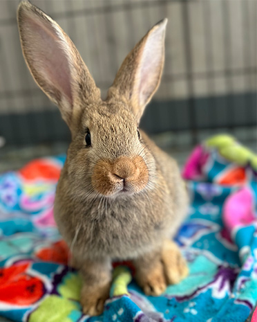 Adoptable and Fosterable Rabbits