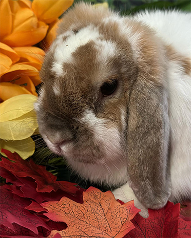 Adoptable and Fosterable Rabbits