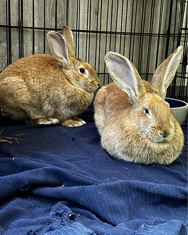 Adoptable and Fosterable Rabbits