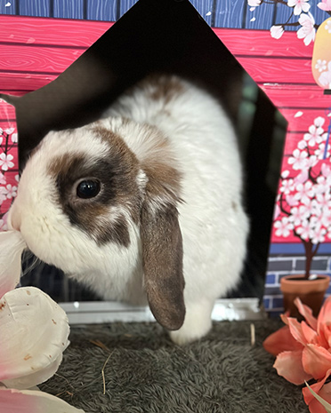 Adoptable and Fosterable Rabbits