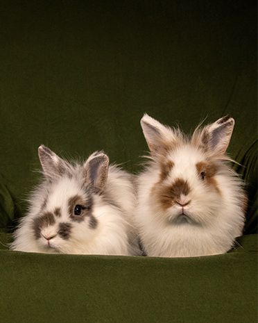 Adoptable and Fosterable Rabbits
