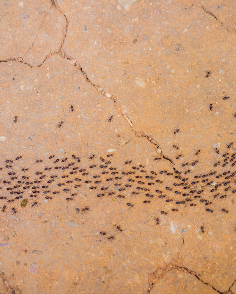 Extermination de Fourmis de Pavé - Montréal Rive-Nord