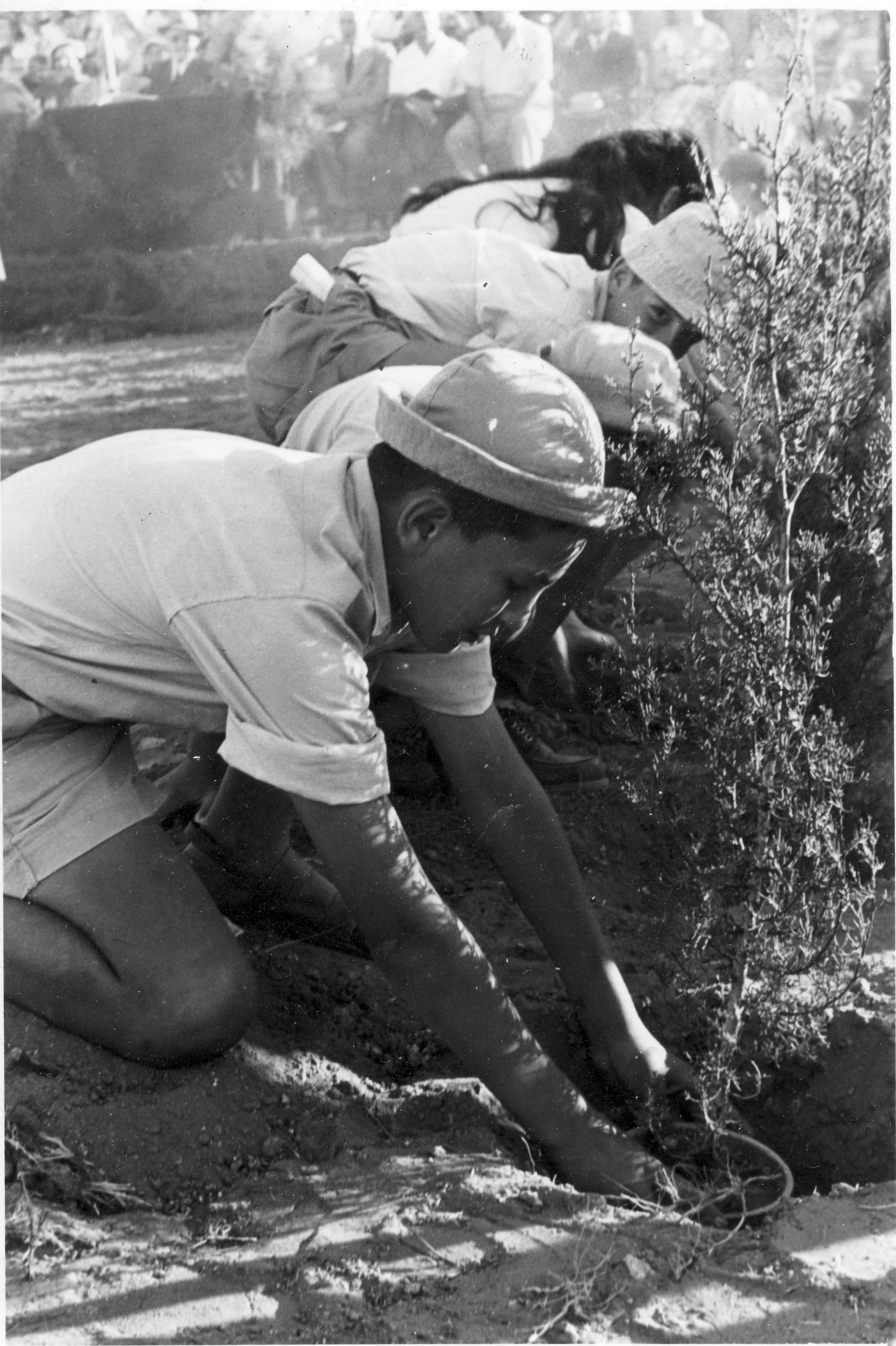 Tu B’Shvat Tree Planting, Israel | The National Library of Israel for ...