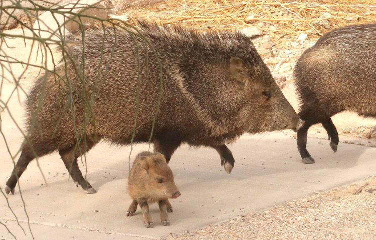 Cute, Smelly and Sometimes Annoying | 5enses Magazine