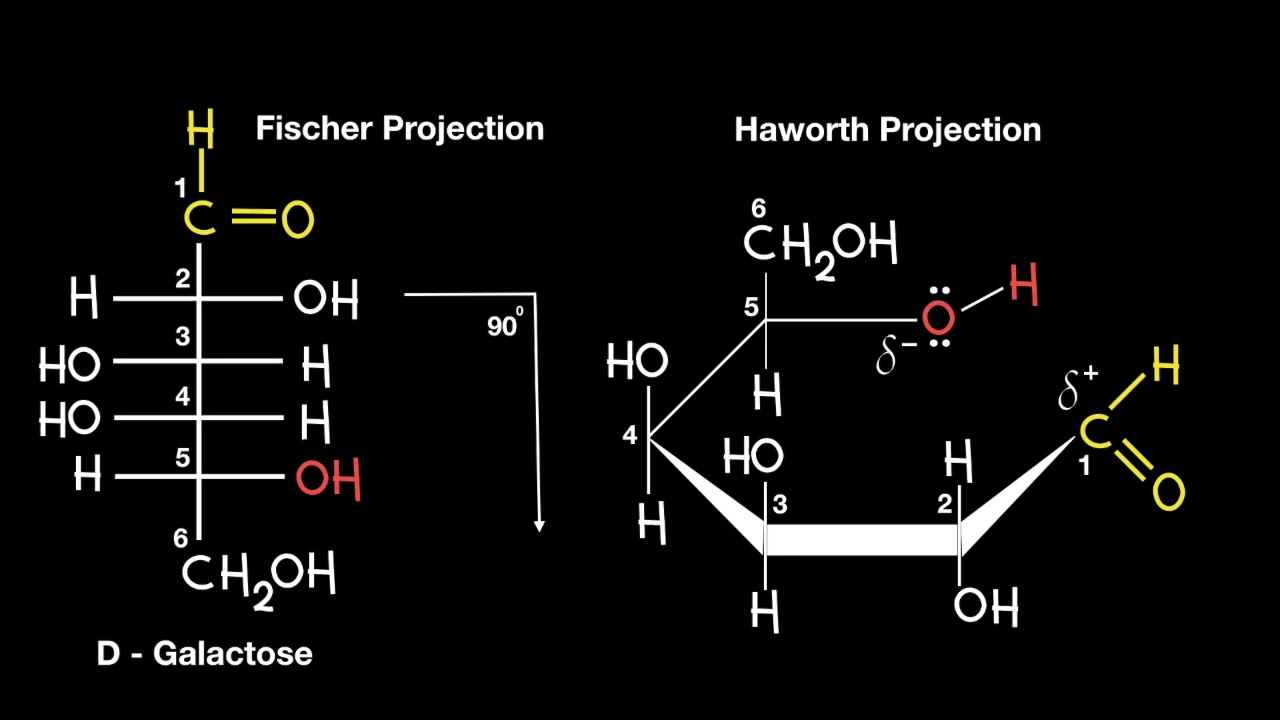 Carbohydrates on the MCAT: Things to Know | Inspira Advantage