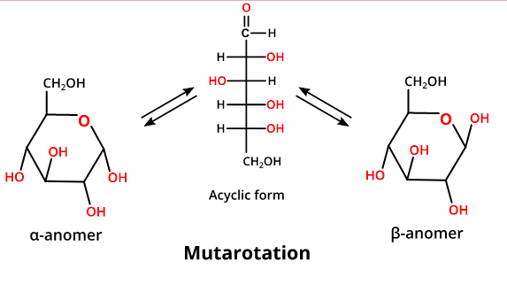 Carbohydrates on the MCAT: Things to Know | Inspira Advantage