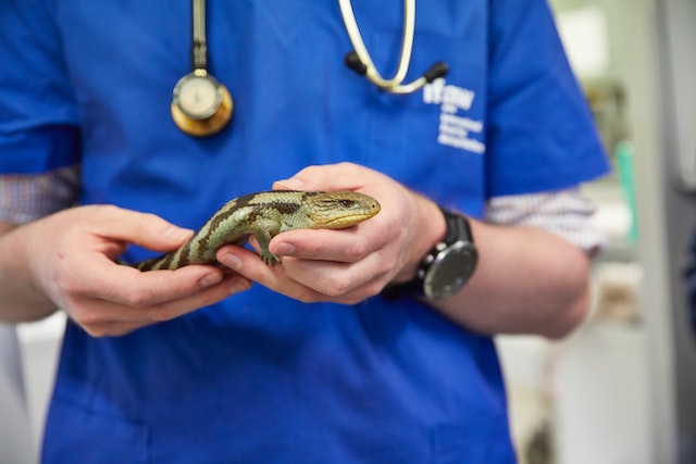 Vet School Interview Questions & Answers + Examples