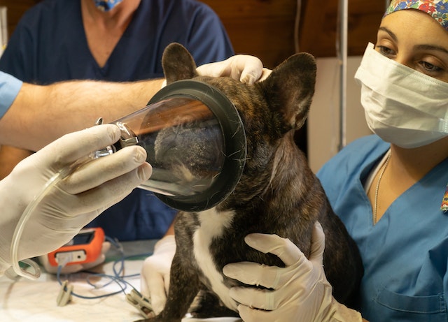 Best Vet Schools in the World: The Ultimate Guide