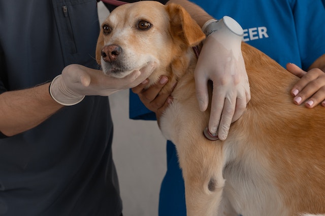 Pre-Veterinary Medicine: Preparing Yourself For Vet School