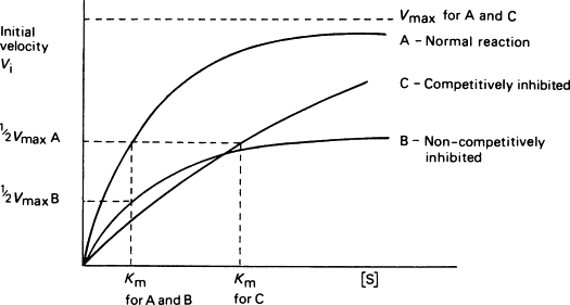 Enzymes for the MCAT | What You Need to Know