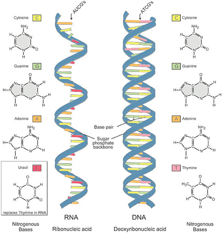 MCAT Biochemistry | Study Guide + Sample Questions