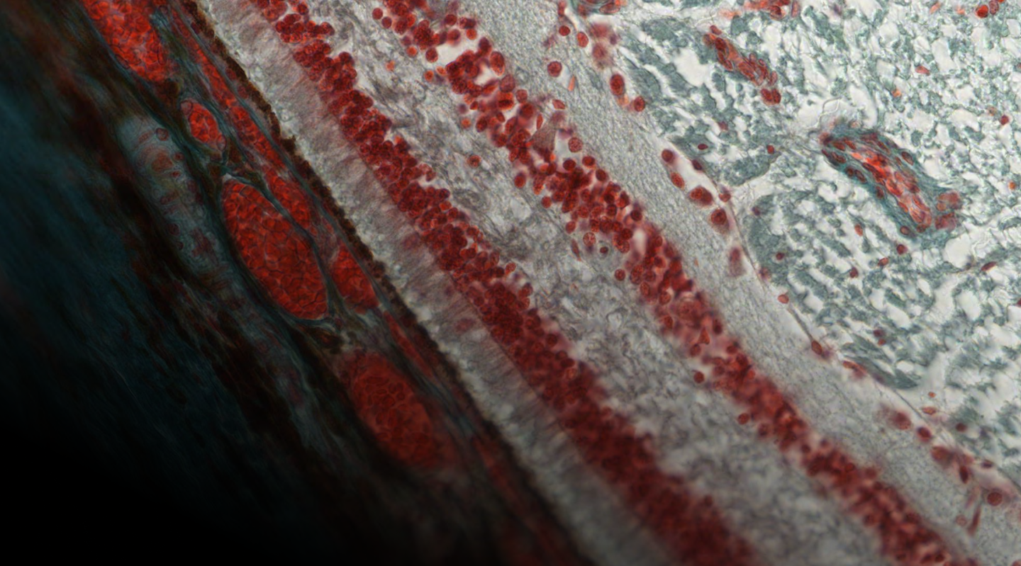 Revolutionising Biomedical Education - Best Network