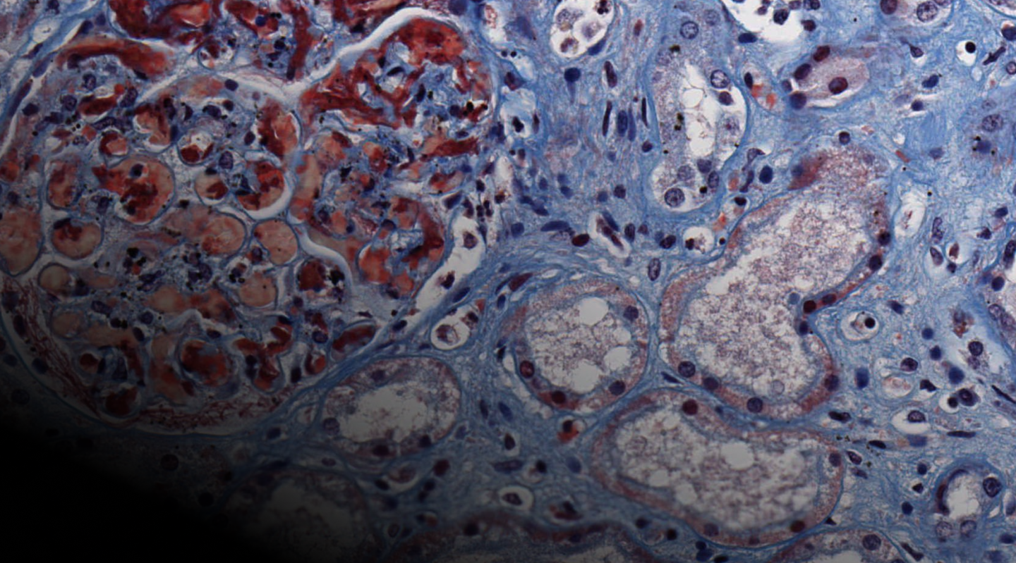 Revolutionising Biomedical Education - Best Network