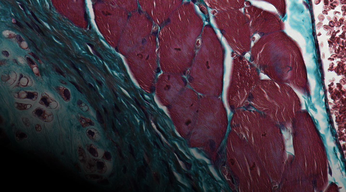 Revolutionising Biomedical Education - Best Network