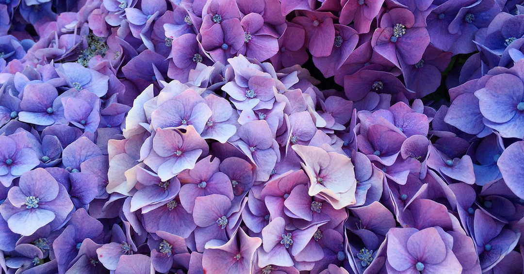 Beautiful Types of Purple Flowers (Care & Growing Tips)