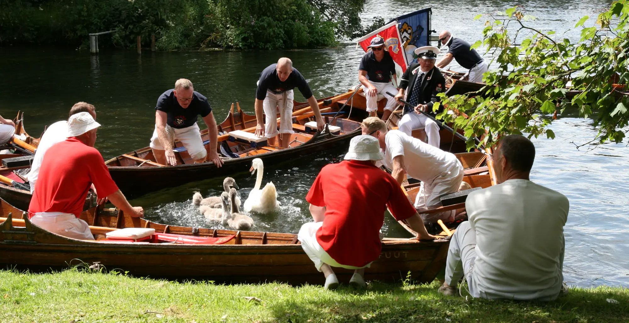 Swan Upping Cruise | Thames Rivercruise
