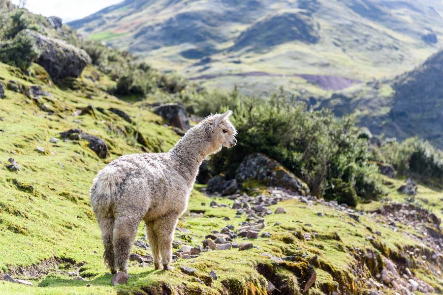 Peru z Mister Matik potovanja