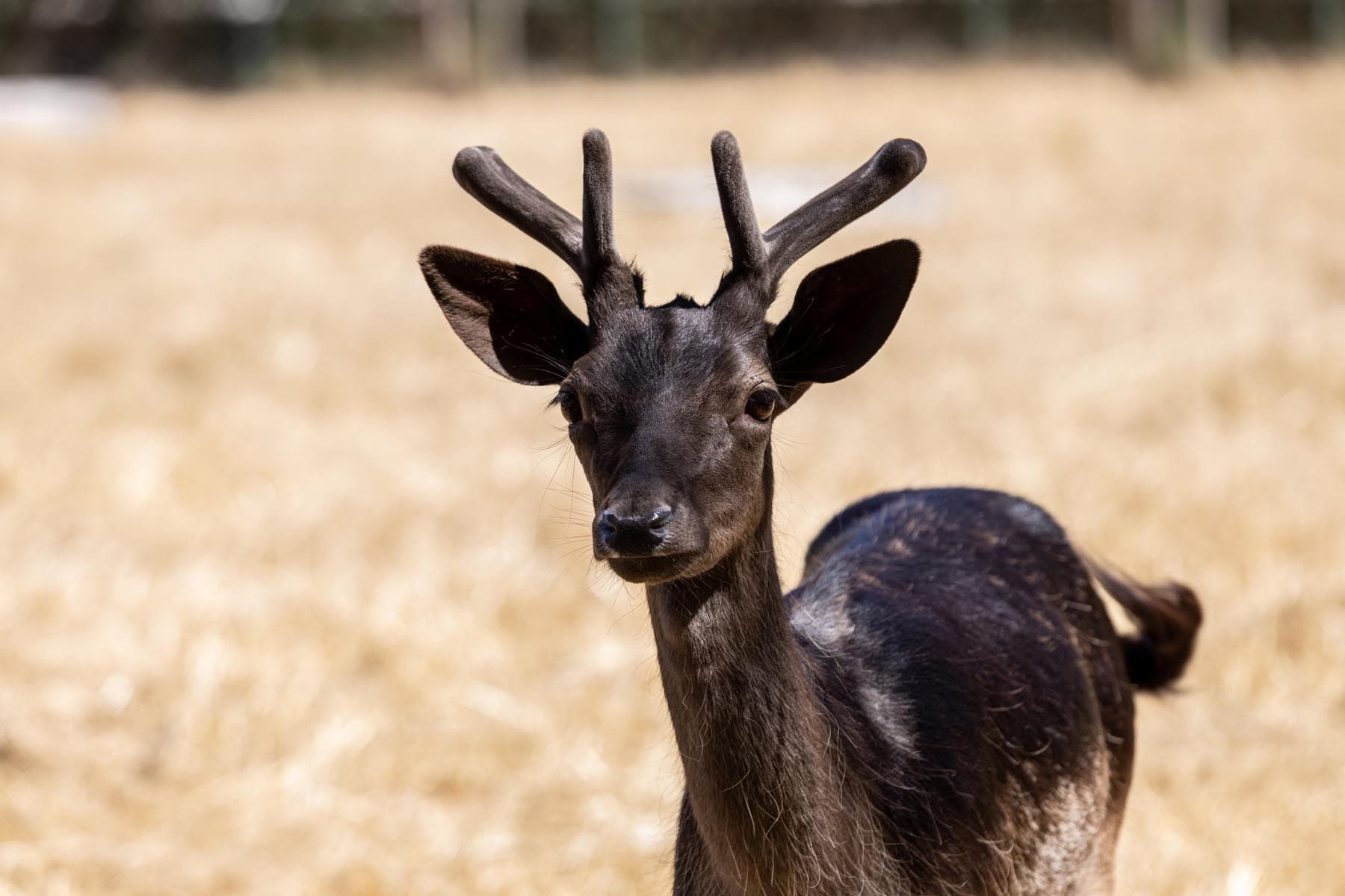 Rare Black Deer