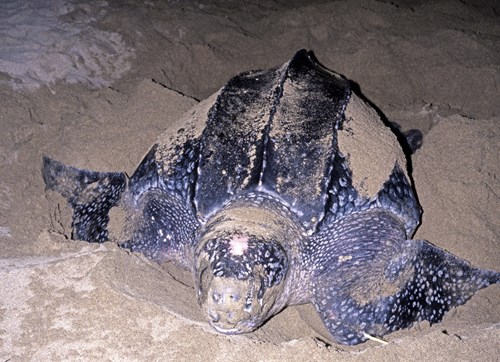 A Taste Of Tobago | TravelWithFredOlsen