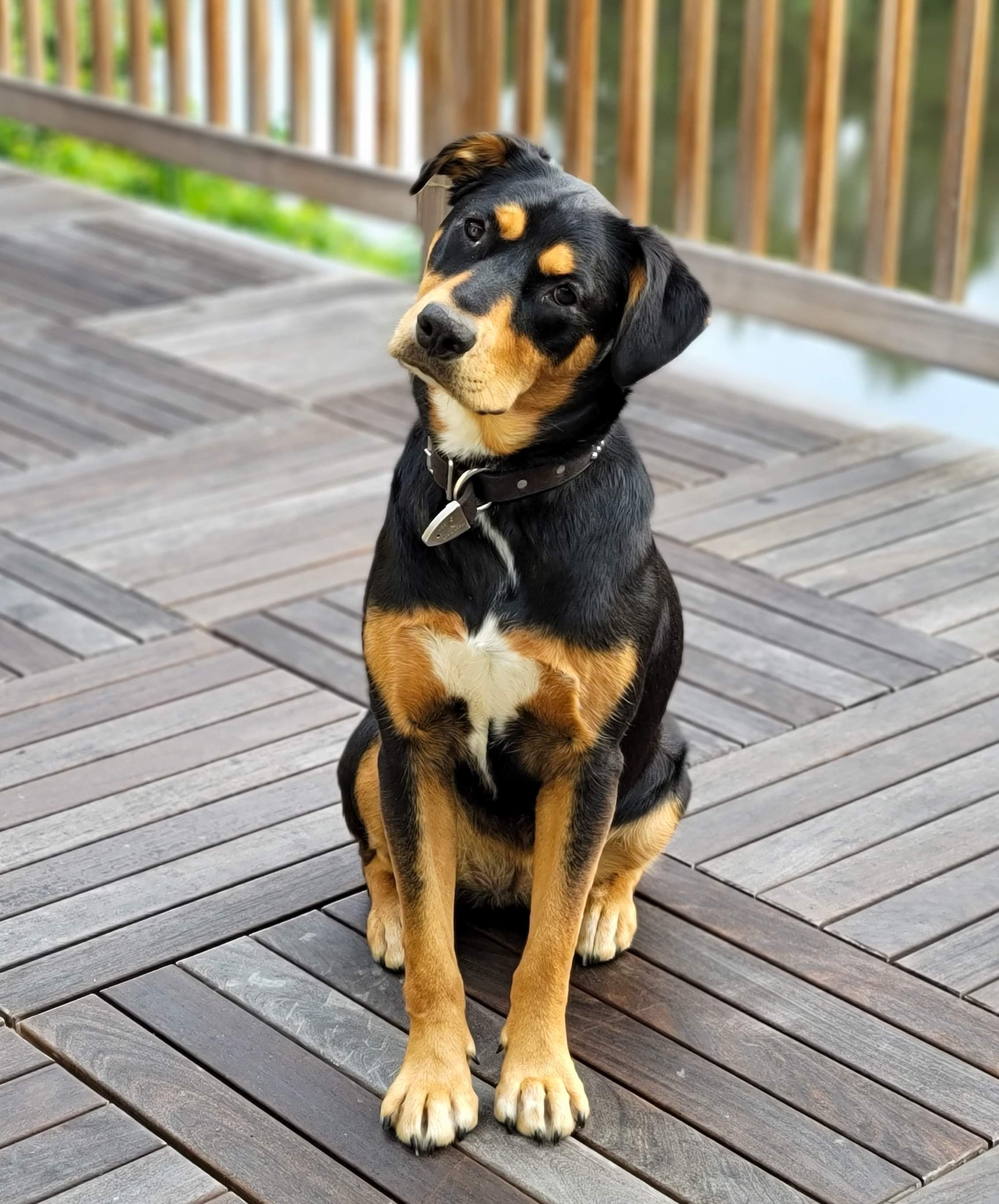 Street Savvy Dog Rescue