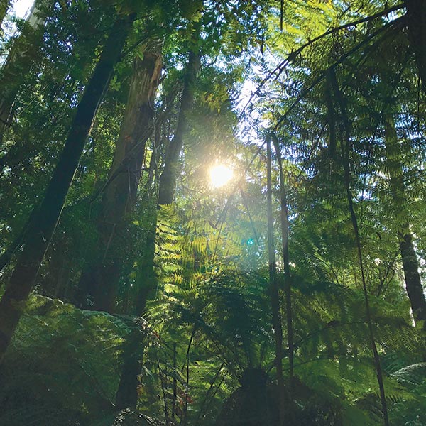 Alpha Decking: Composite Decking & Fencing - Essex and Surrey