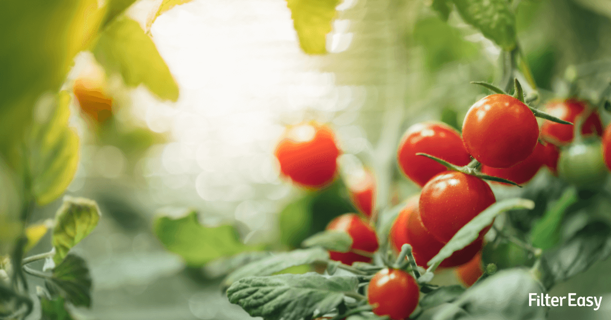 Everything You Need to Know about Hydroponic Indoor Growing Systems