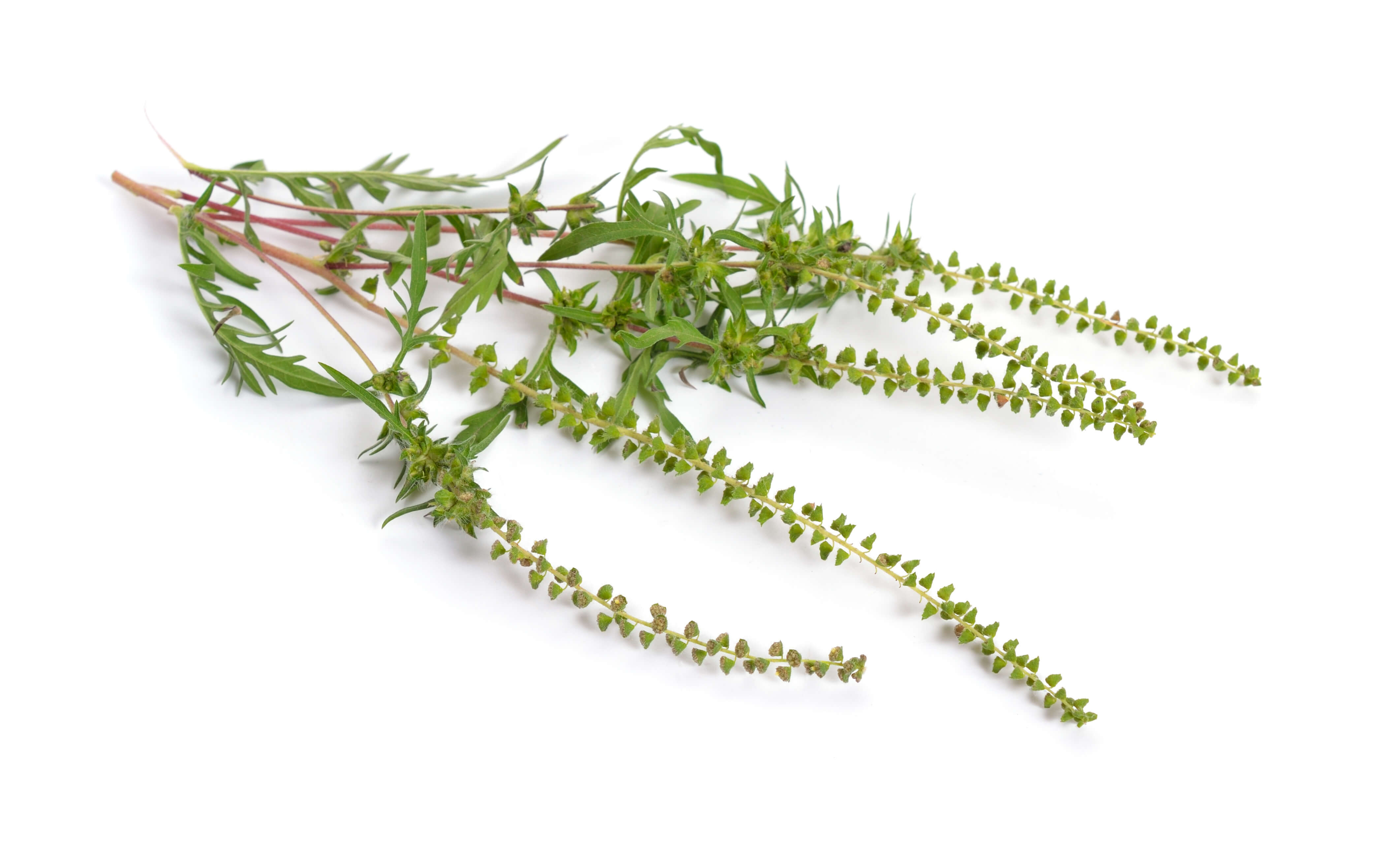 Everything You Need to Know about Ragweed Allergies This Fall