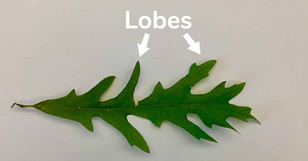 Everything You Need to Know about Ragweed Allergies This Fall | Second ...