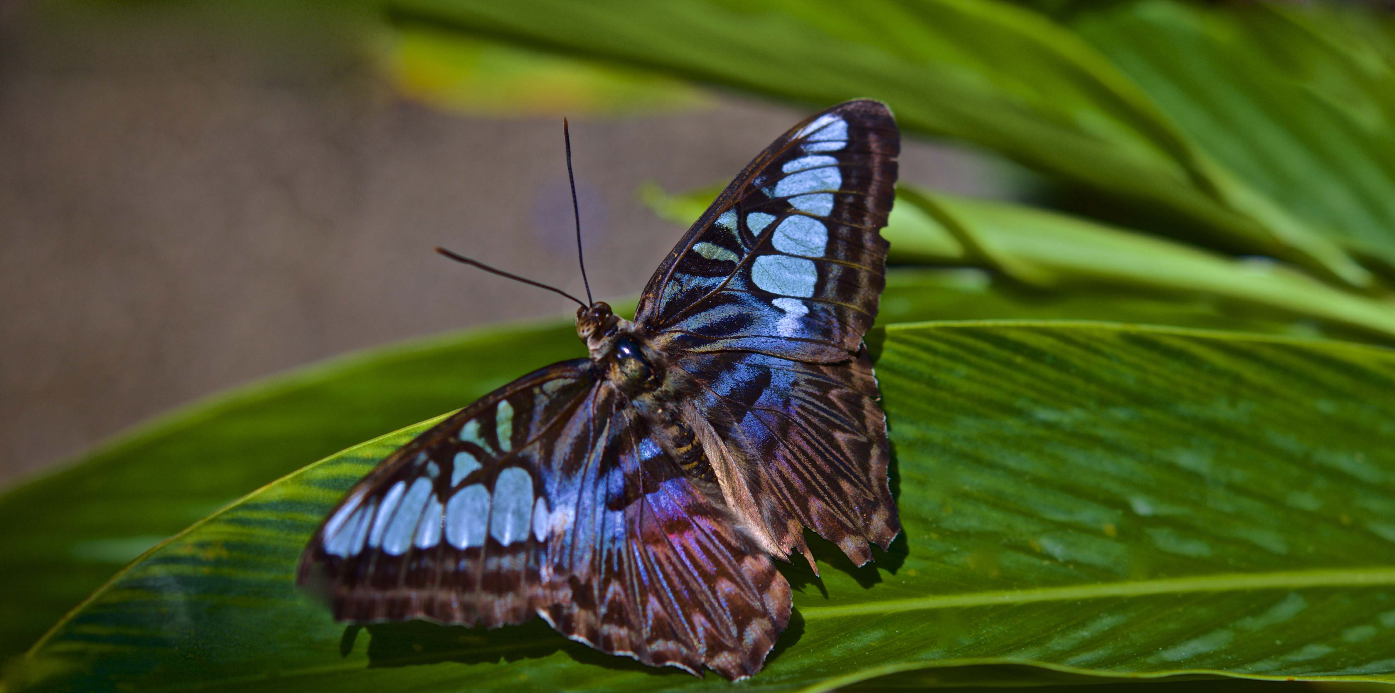 FAQs | Dr. Tameka Jackson