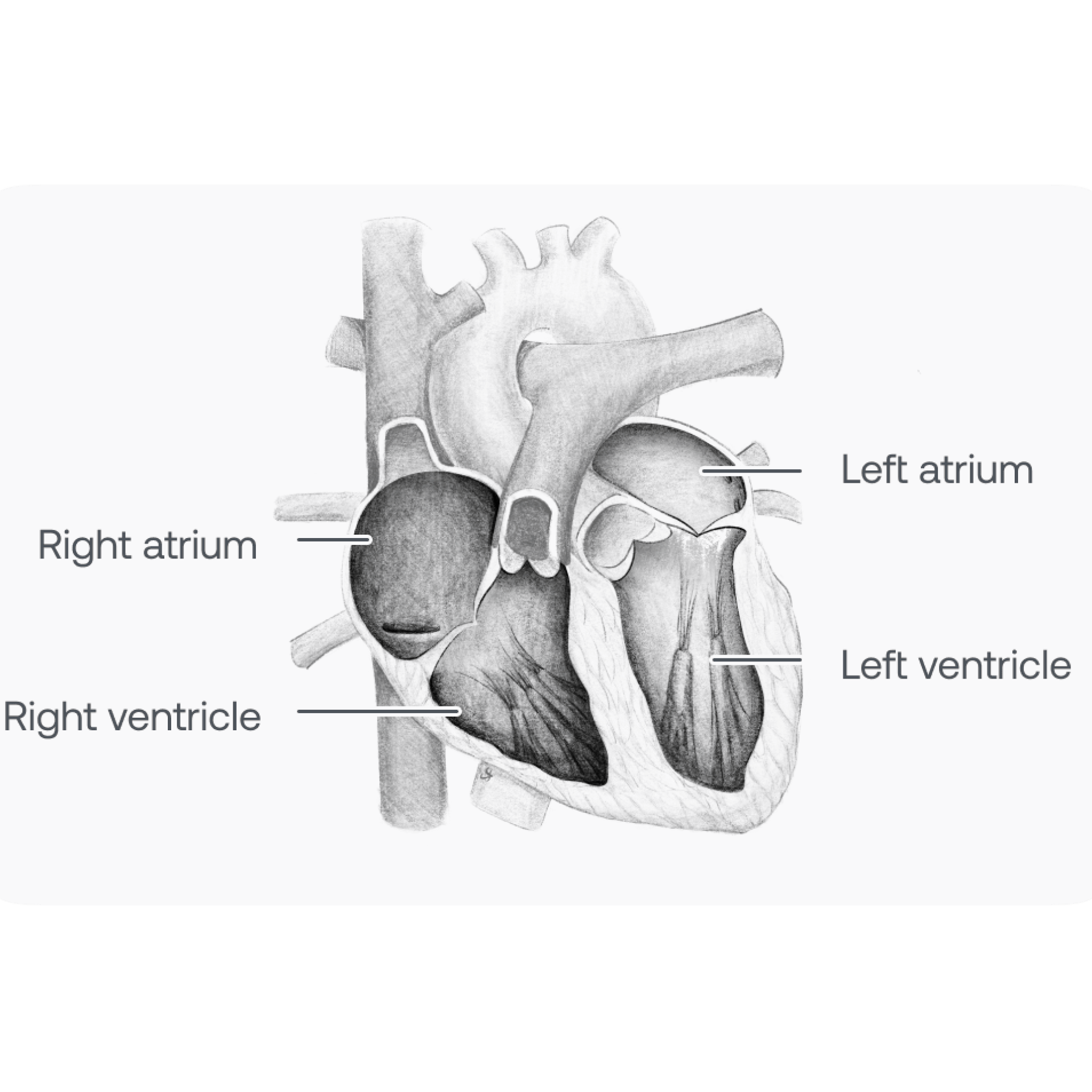 Semilunar Valve Diagram