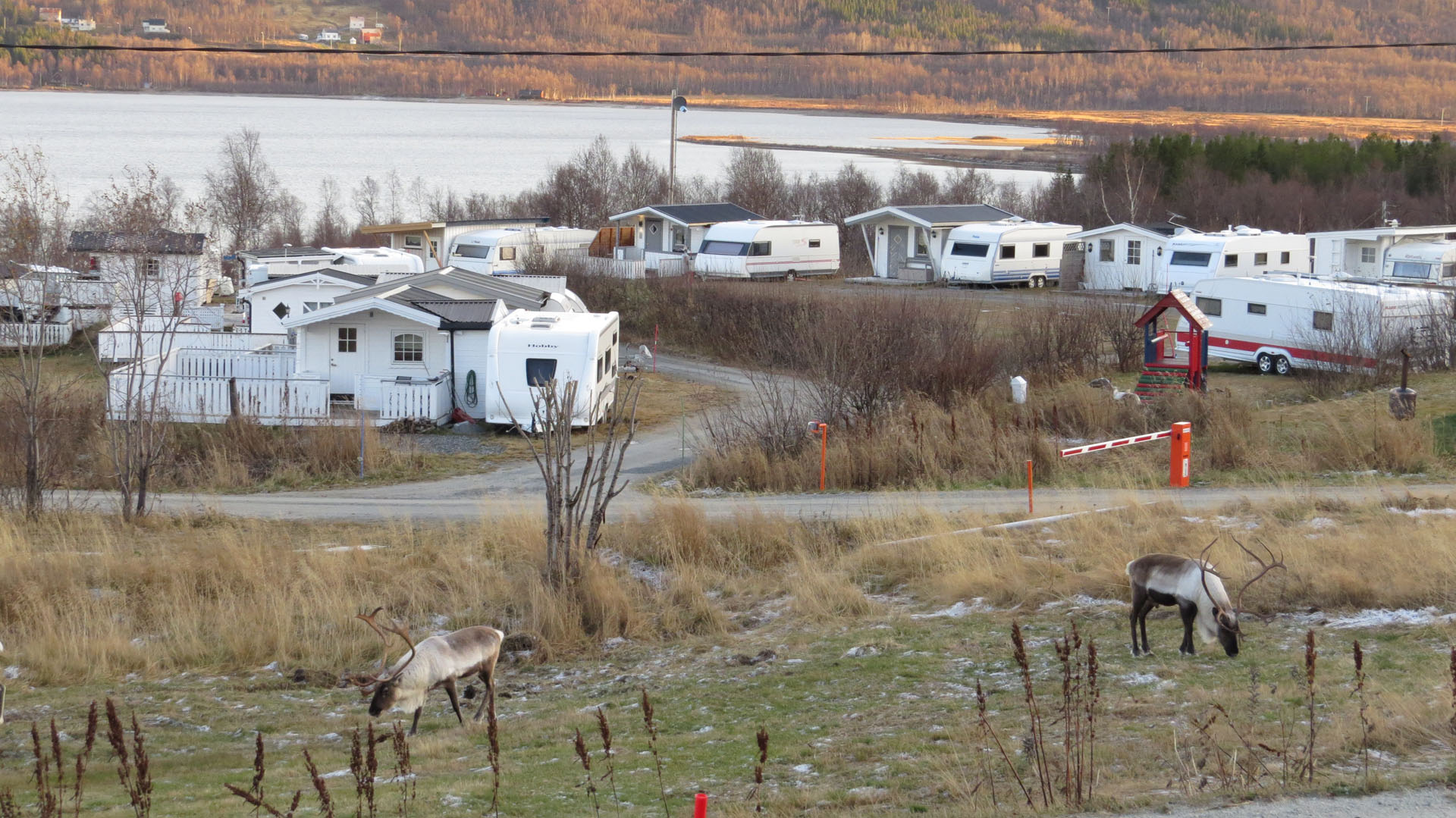 Senja Camping | Camping, Tents and Cabins