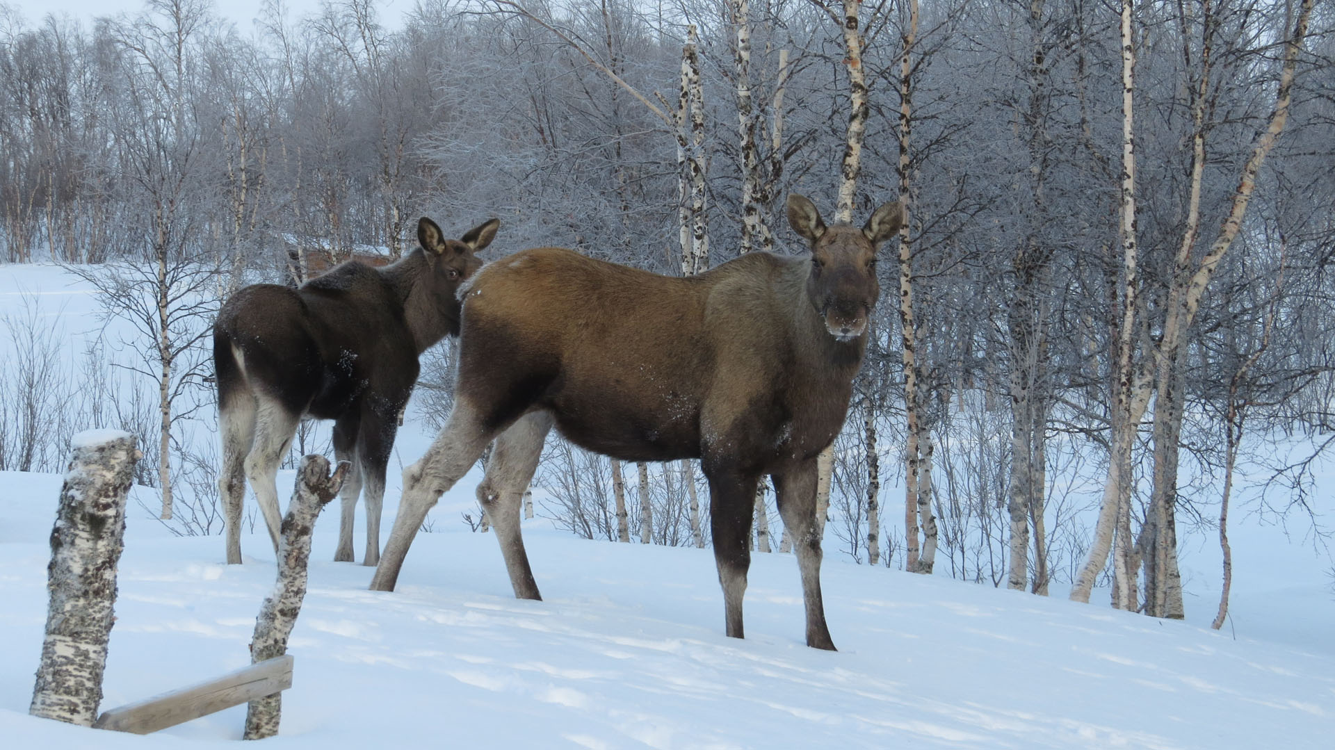 Activities | Senja Camping