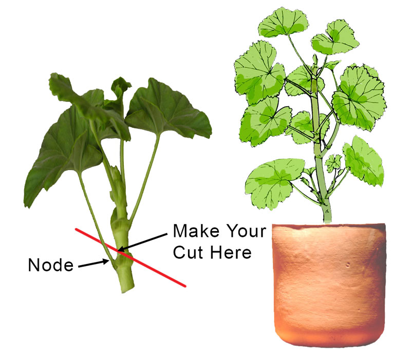 allotrope-leaf-node-model-a-balance-between-practical-solution-and