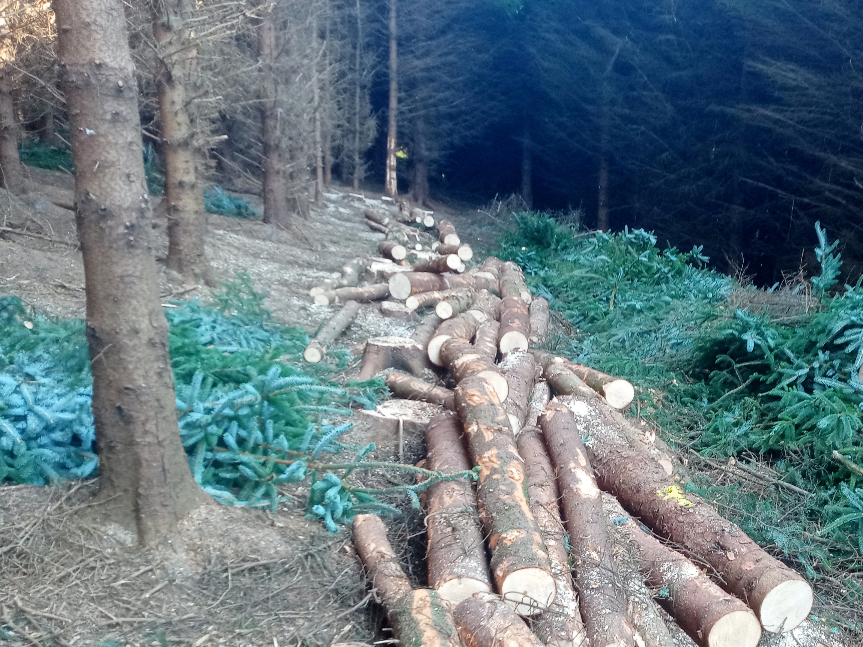 Thinning timber - Glencraigs Farm