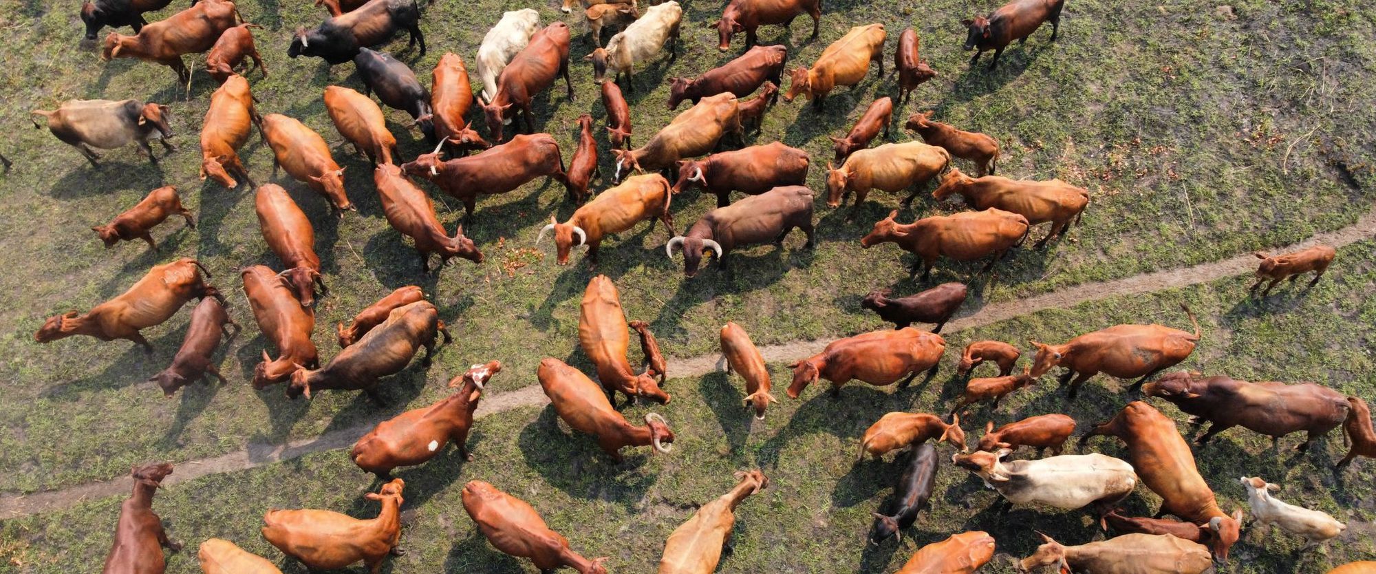 Gocongo | Prymary Food Production