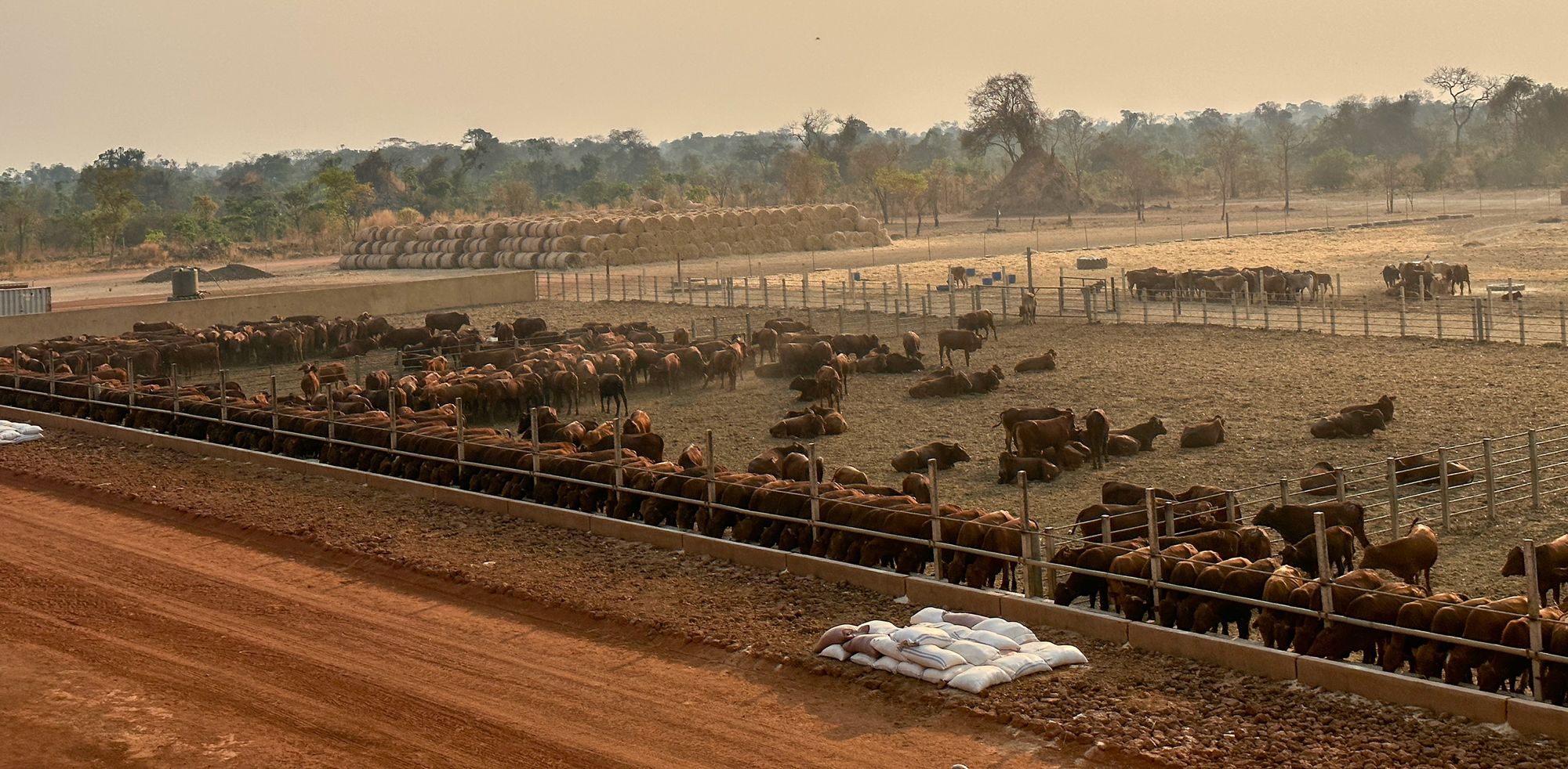 Gocongo | Prymary Food Production