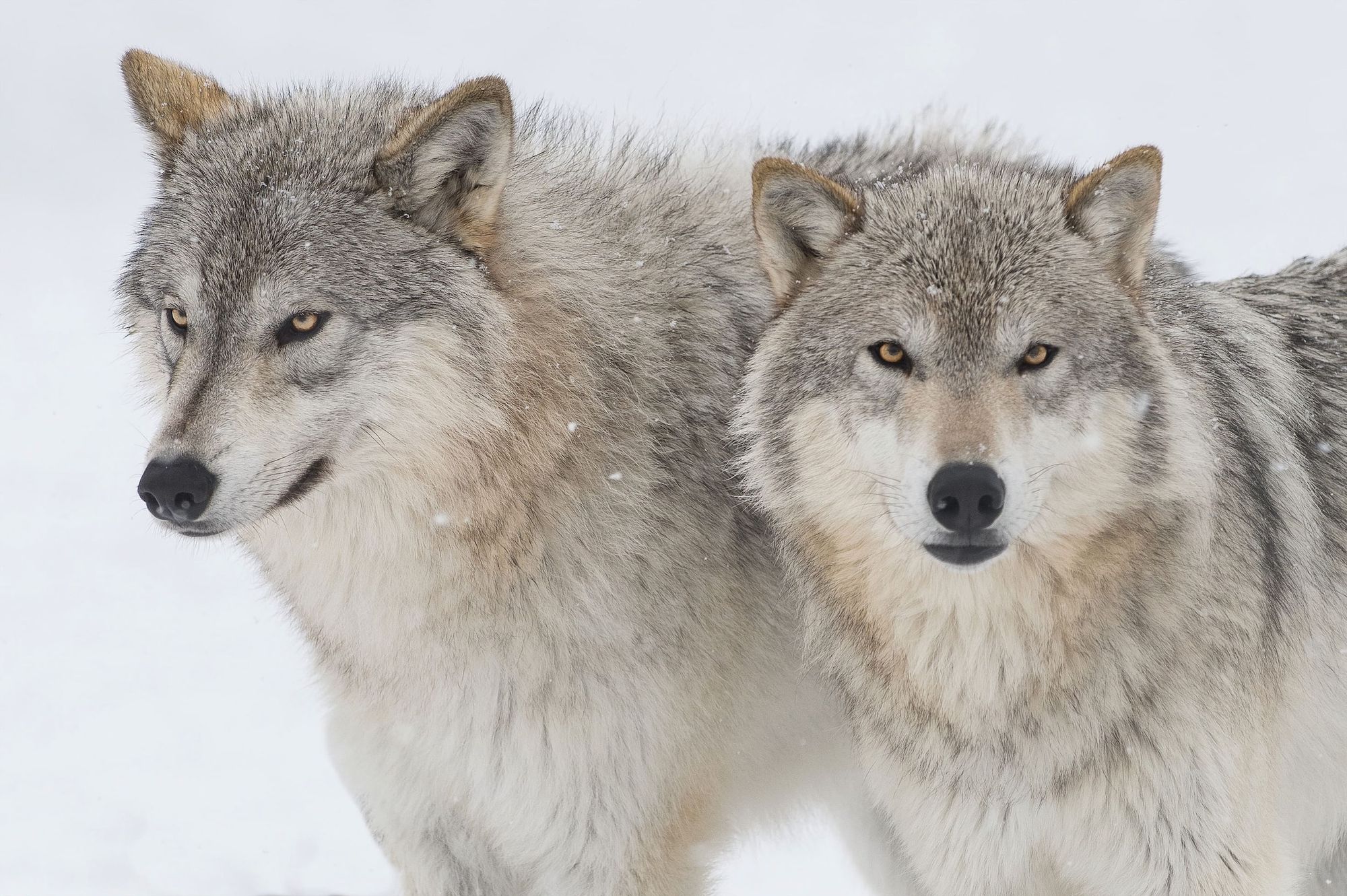 Last Frontier Magazine | Winter Scenes - Q&A with Albert Marquez