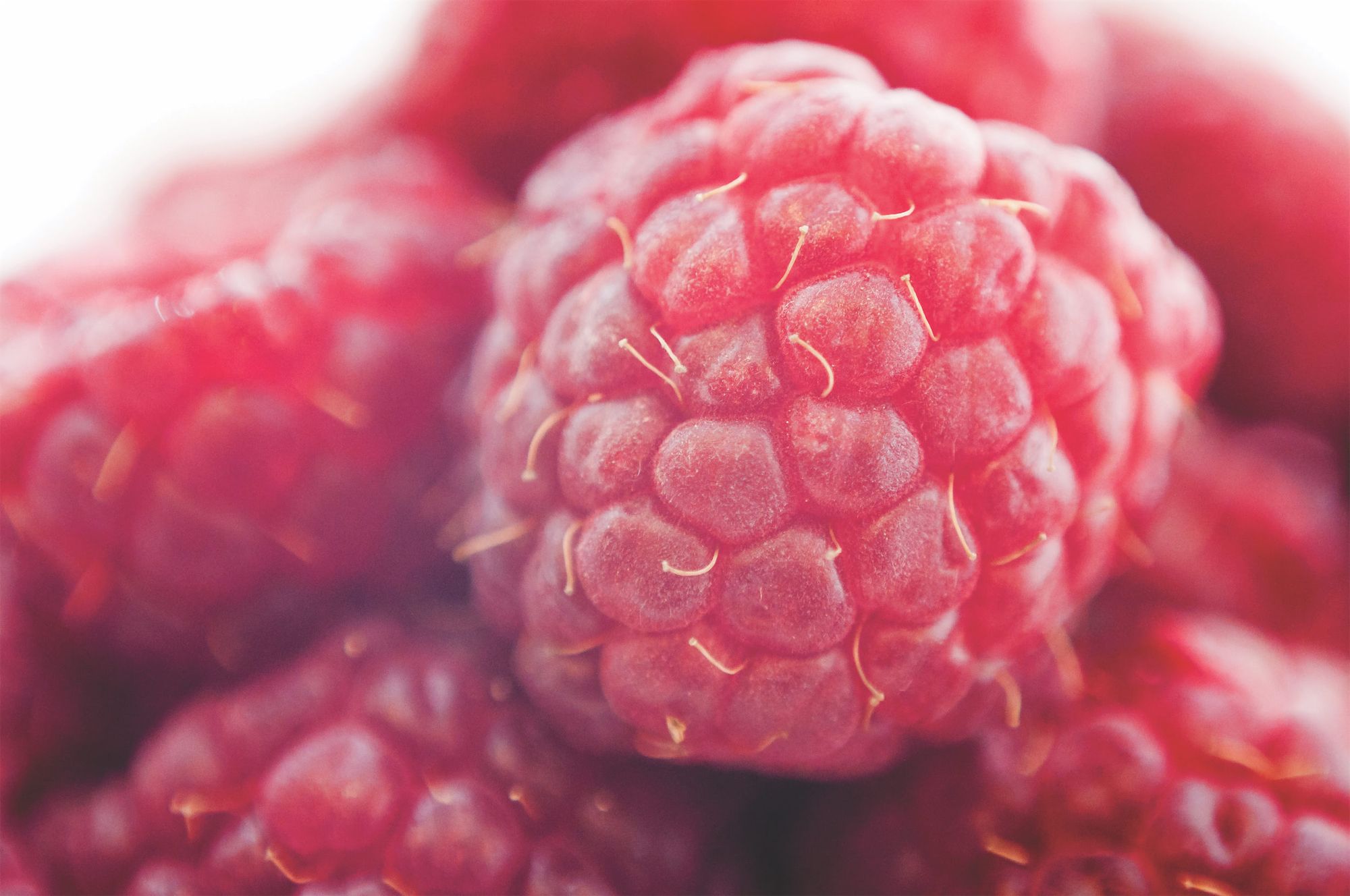 Last Frontier Magazine | Alaska Gardening - Raspberries