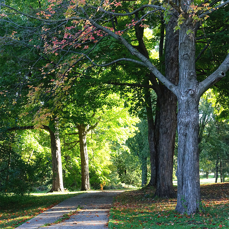 Friends of San Damiano — San Damiano Monona