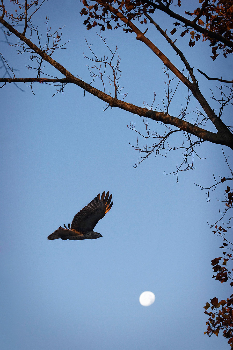 Friends of San Damiano — San Damiano Monona
