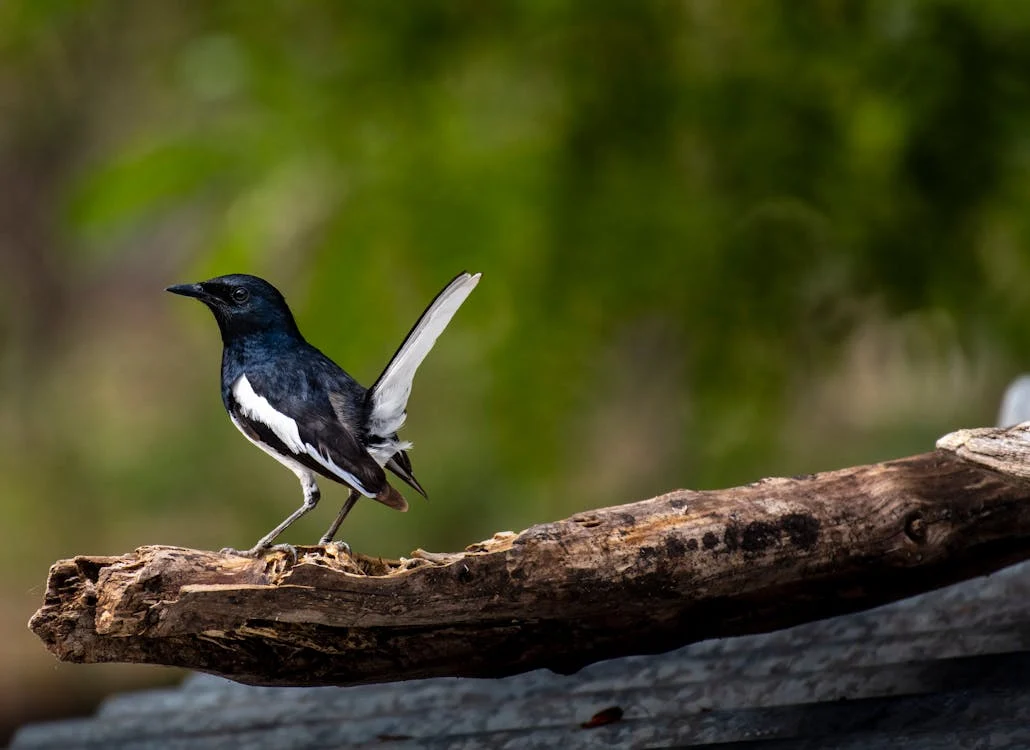 S O S You Might Have Shiny Object Syndrome Goalswon