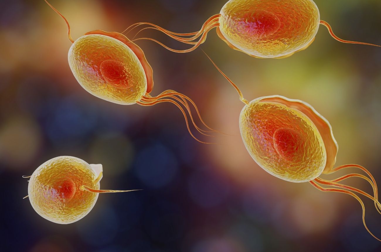 What Is Trichomonas Vaginalis? - Symptoms, Causes & Treatment - blog ...