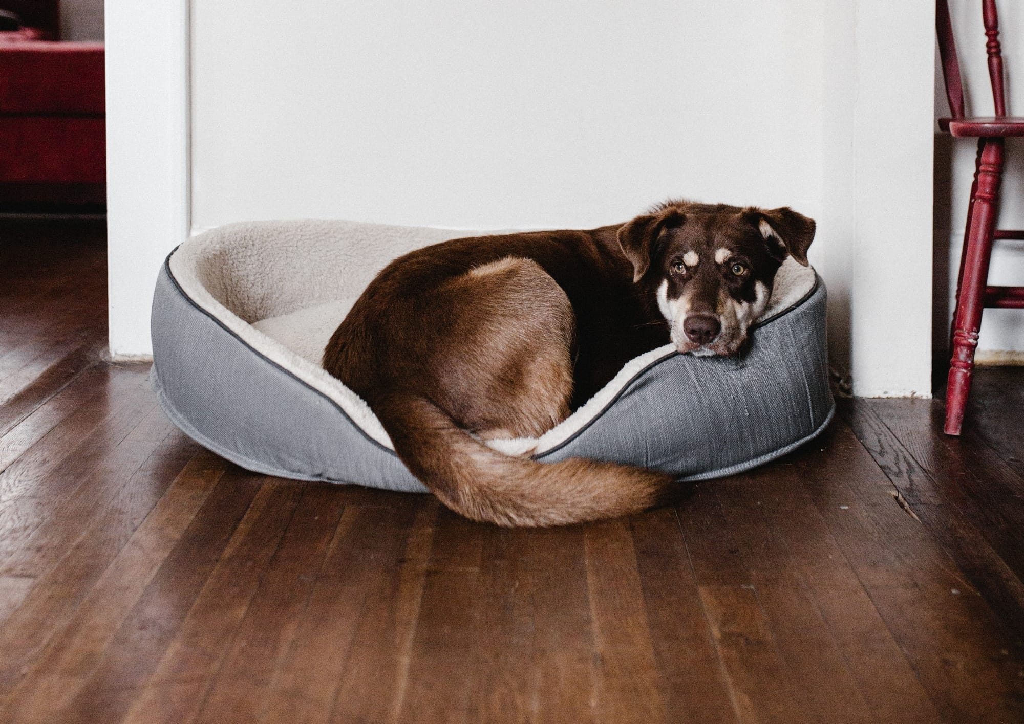 Goodbye Good Boy - Home Euthanasia & End of Life Services for Dogs and ...