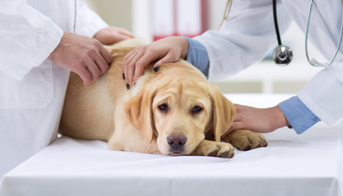 Euthanasia dog cost - What are the options and how much do providers ...