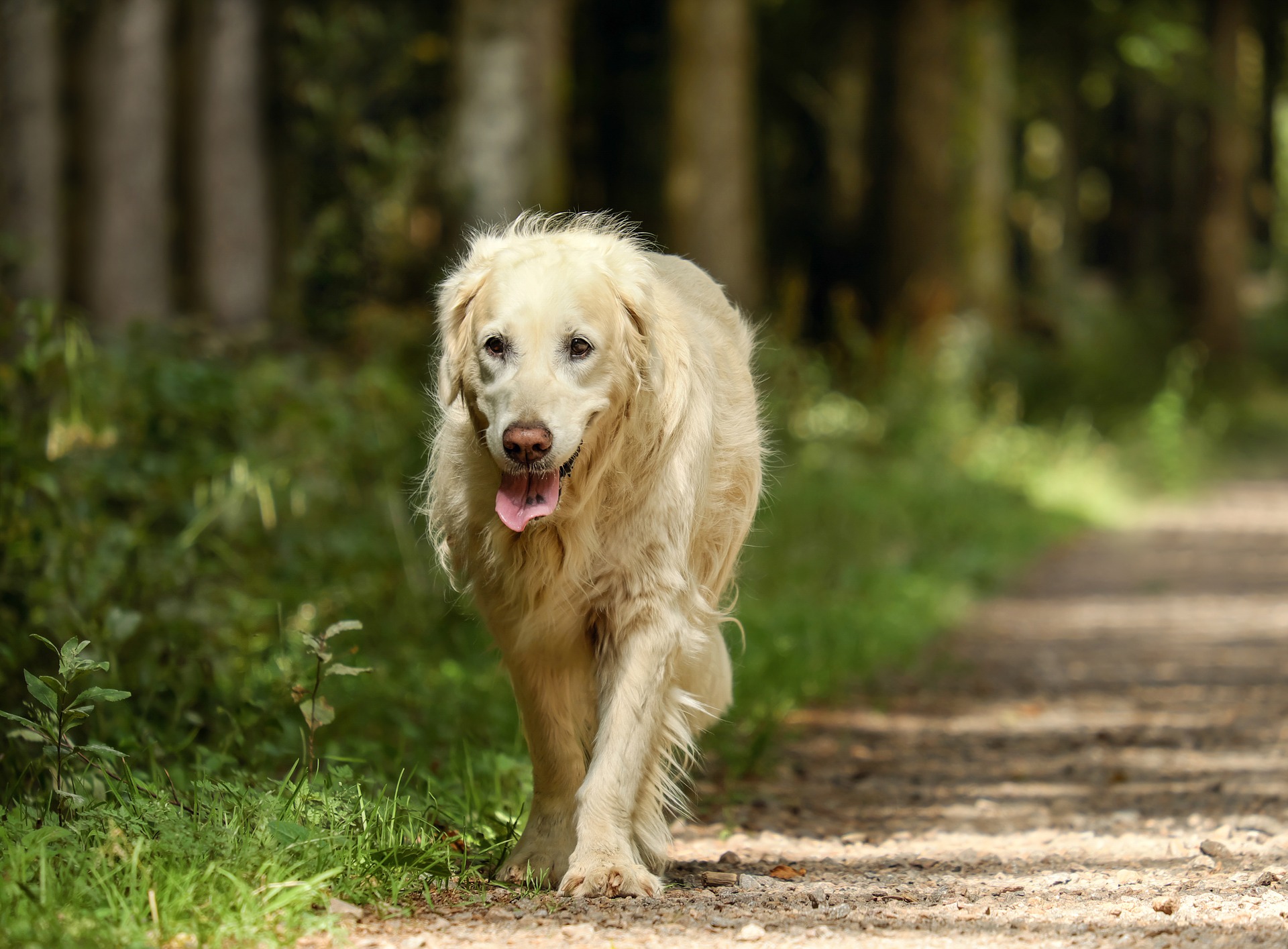 Immune-Mediated Hemolytic Anaemia (IMHA) in Dogs | Learn About Symptoms ...