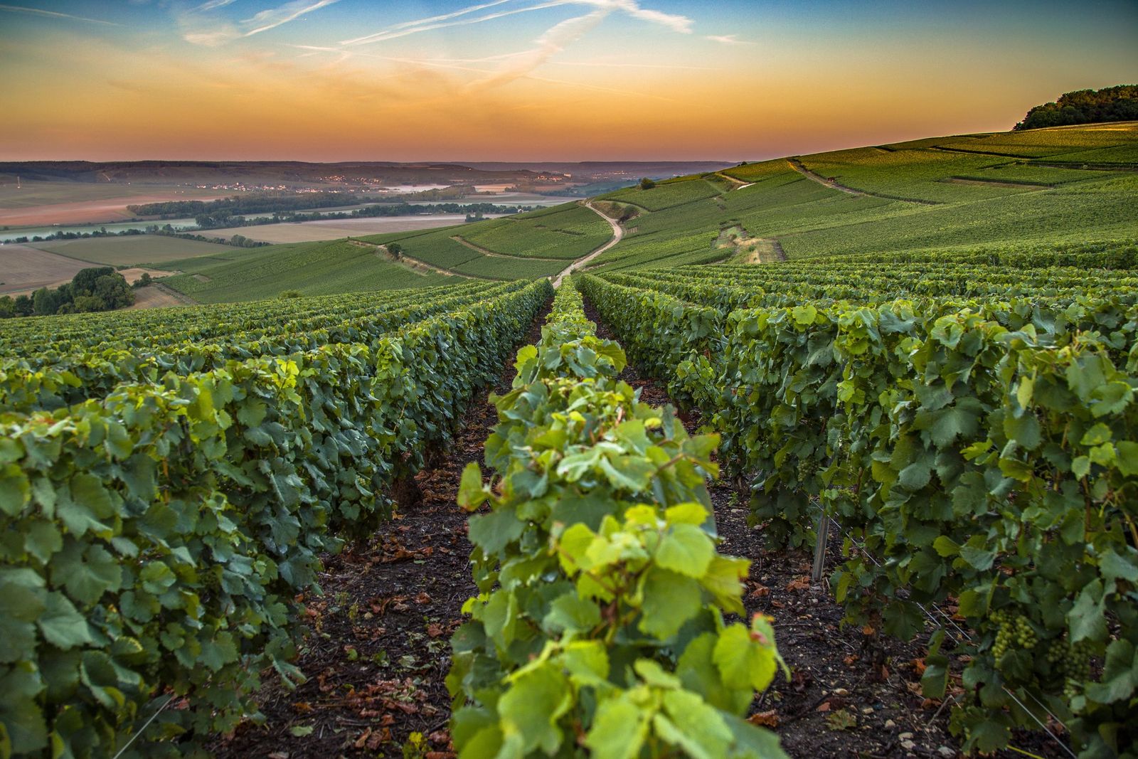 Top 10 des plus belles balades autour de Reims